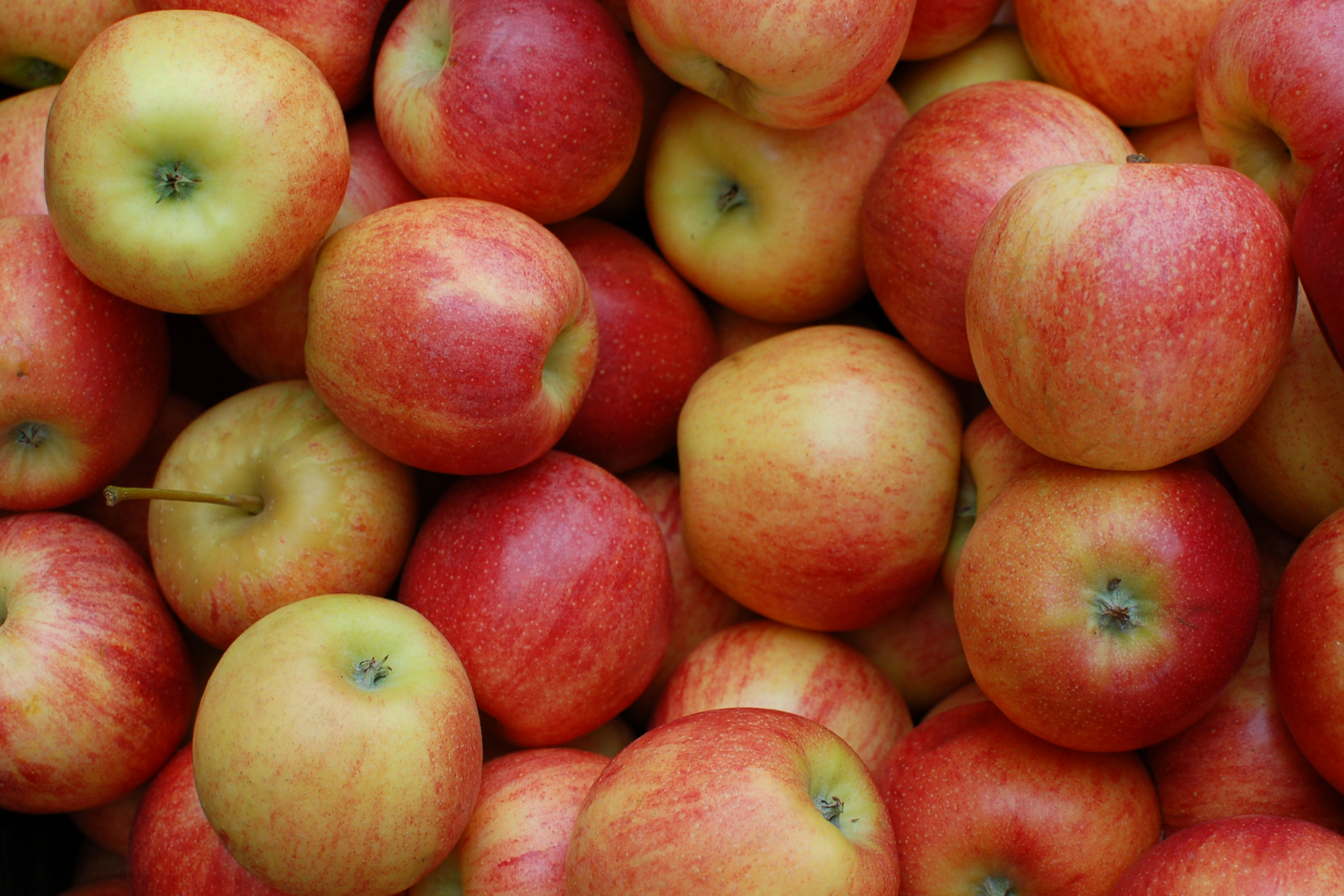 Ingredient Spotlight: Malic Acid – skoah